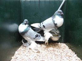 Oud-Hollandse Kropper