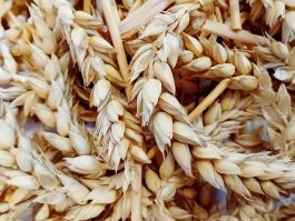 Tarwe aren Puur Natuur 100 gram